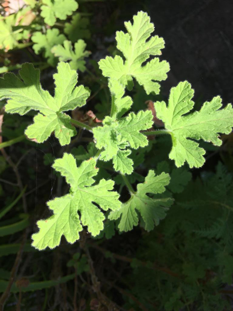 Products | Pelargonium Graveolens - Rose Geranium – Cape Fynbos Oils